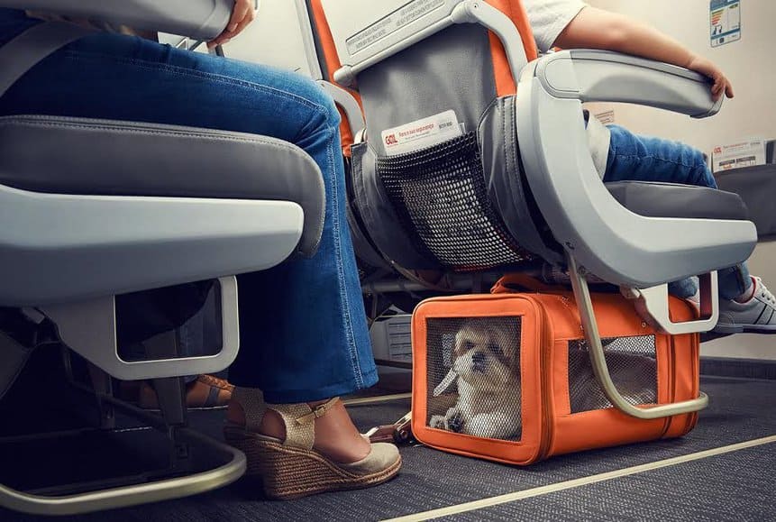 GOL lança serviço de carga especial focado em animais