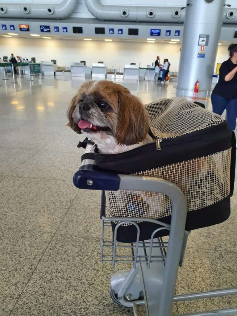 Aeroflap - GOL lança serviço de carga especial focado em animais