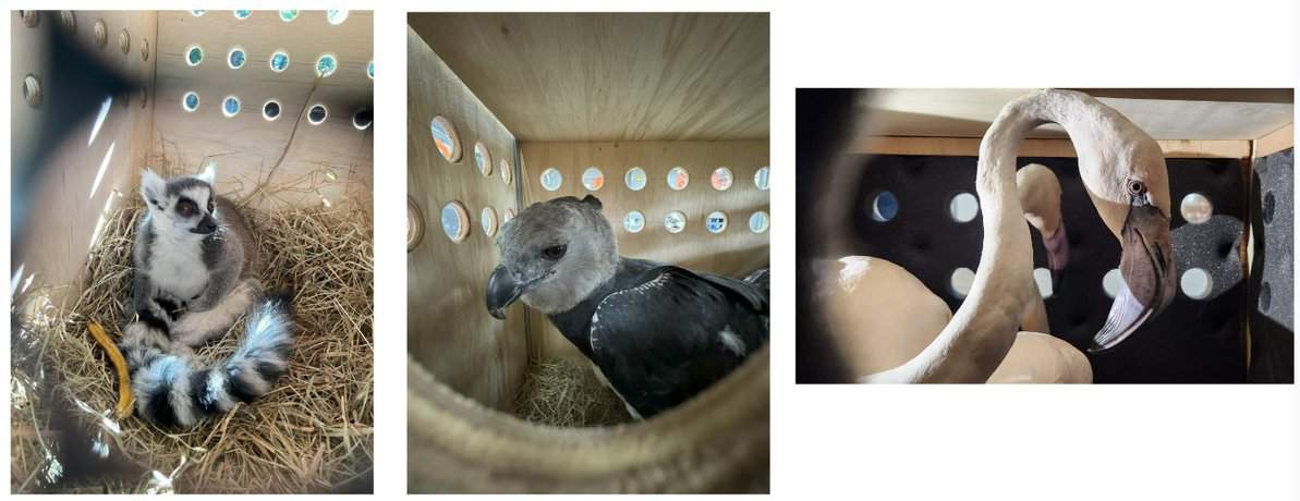 Conheça o serviço de transporte de animais da GOLLOG - Aeroflap